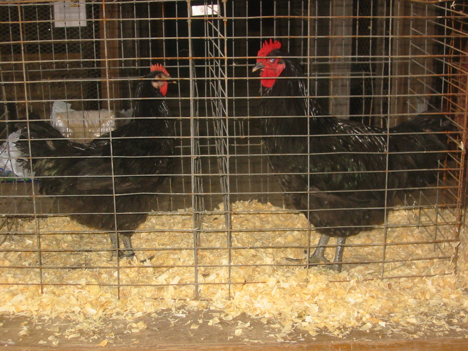 Java breeders: Black Javas