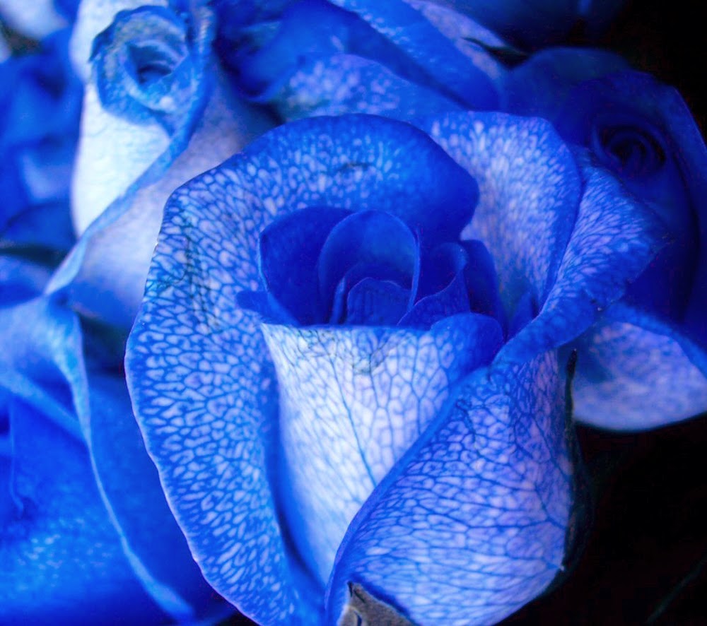 Imagenes de rosas lindas - imagenes lindas