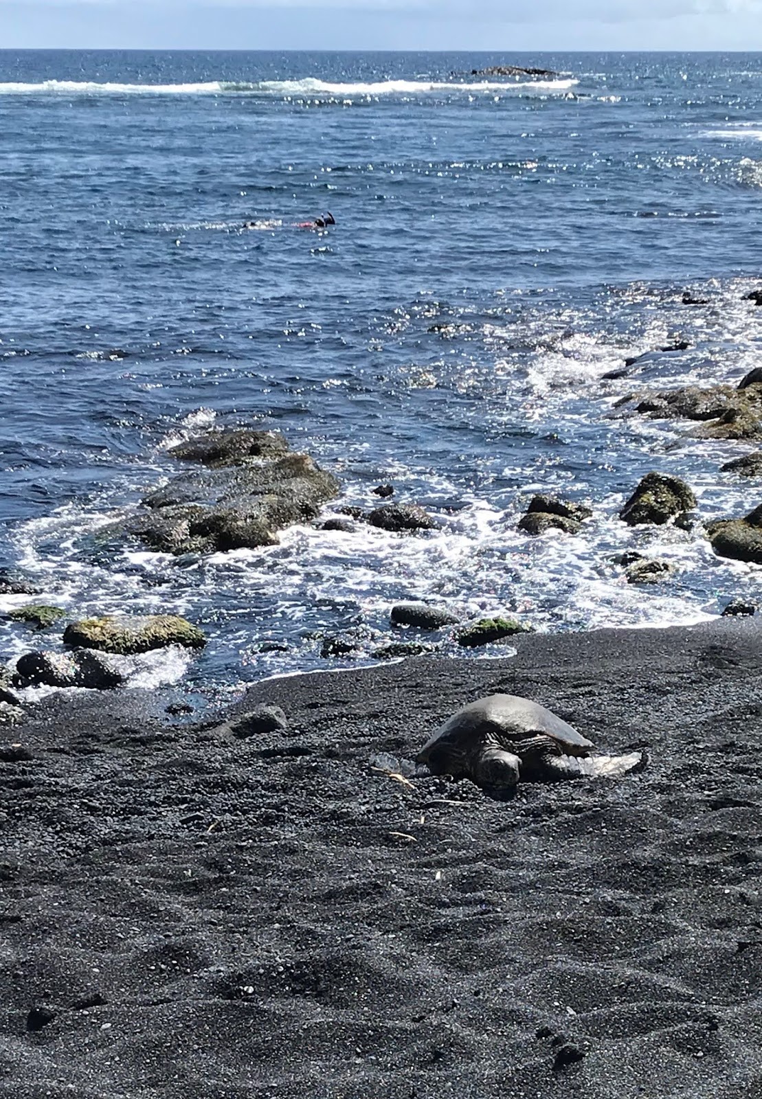 Originality by Design: WHAT DO HAWAIIAN SEA TURTLES, AVATAR THE MOVIE ...