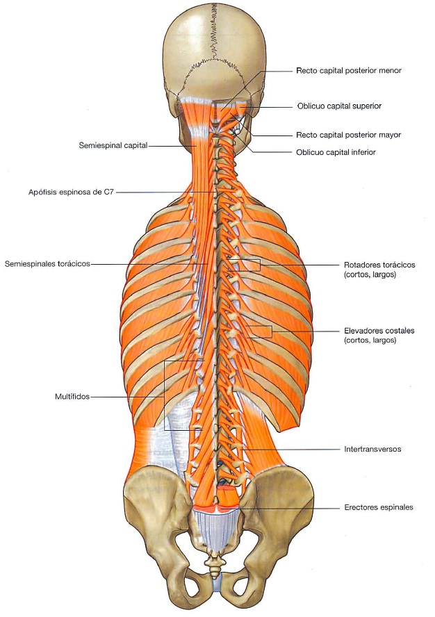 Miología Columna - Kinesiología para Estudiantes
