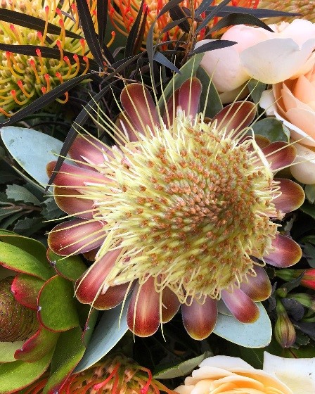 A Passion for Flowers: Protea Nitida - Waboom