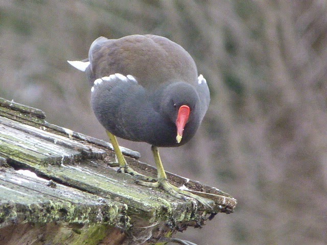 Valley Naturalist: Five gull spectacular