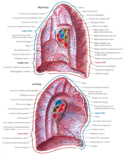 Anatomy Thorak ~ KEGAWATAN JIWA FAMILY