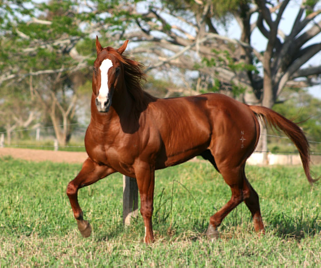 Conozcamos de caballos: Colores y marcas