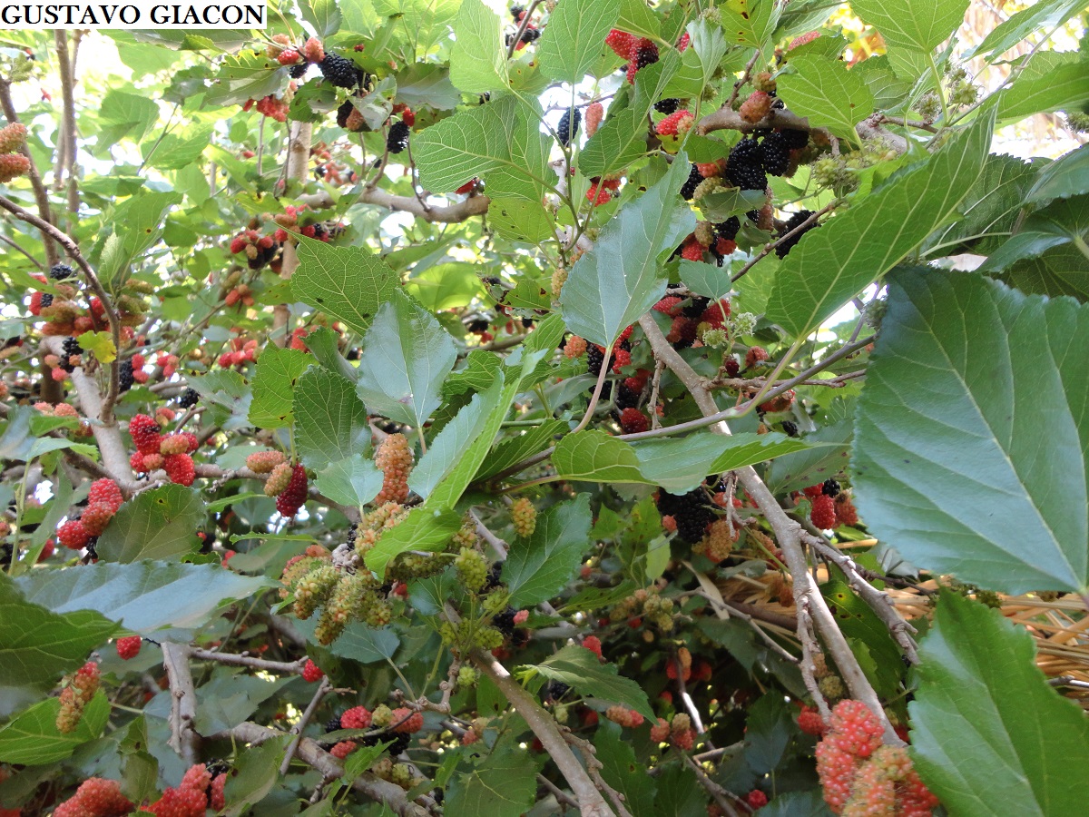Viveiro Ciprest - Plantas Nativas e Exóticas: Amora Gigante Portuguesa ...