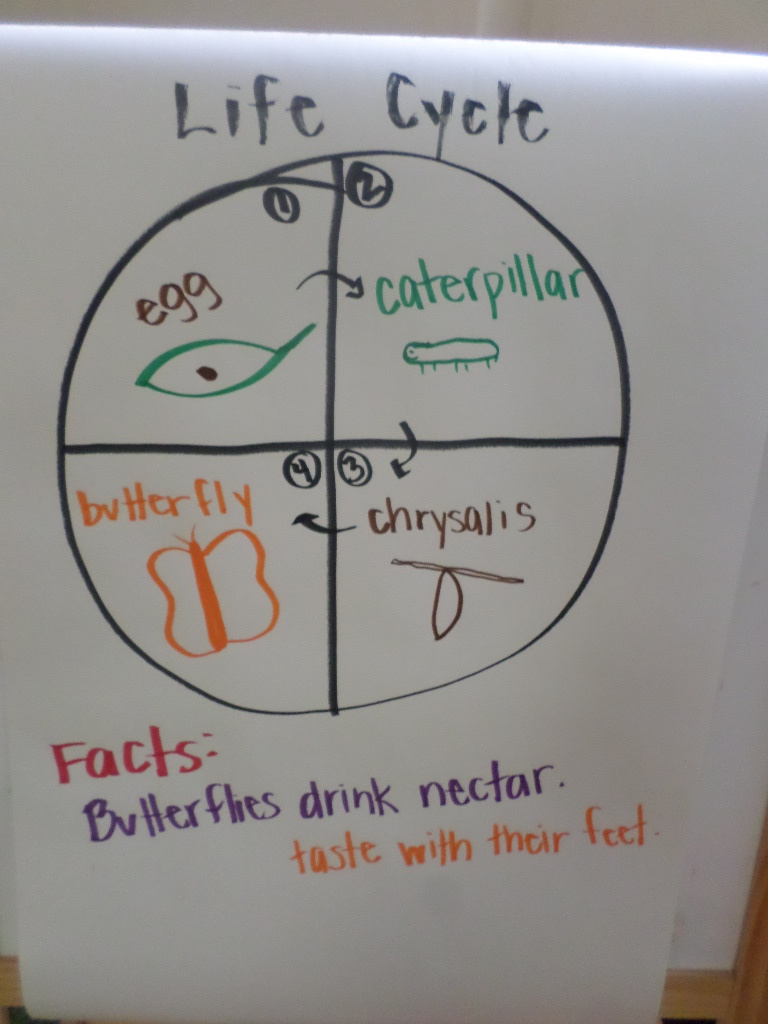 2015 - 2016 Terrific Transitions: Life Cycle of a Butterfly