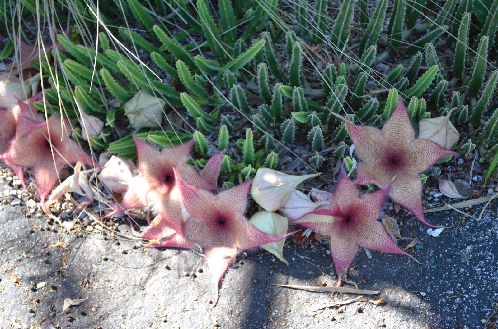 Succulent Bromeliads and others : Stapelia