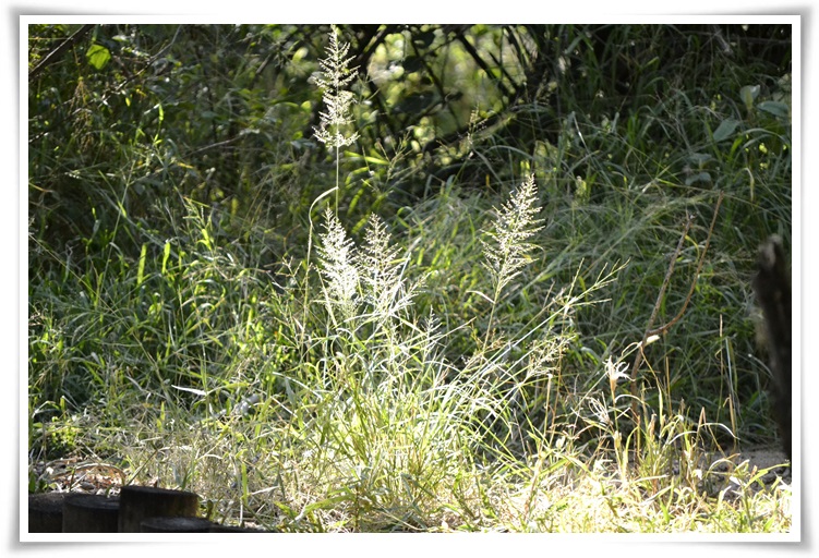 LIVING LIFE TO THE MAX: Day 1 (Afternoon): OUR AFRICAN SAFARI - TANGALA