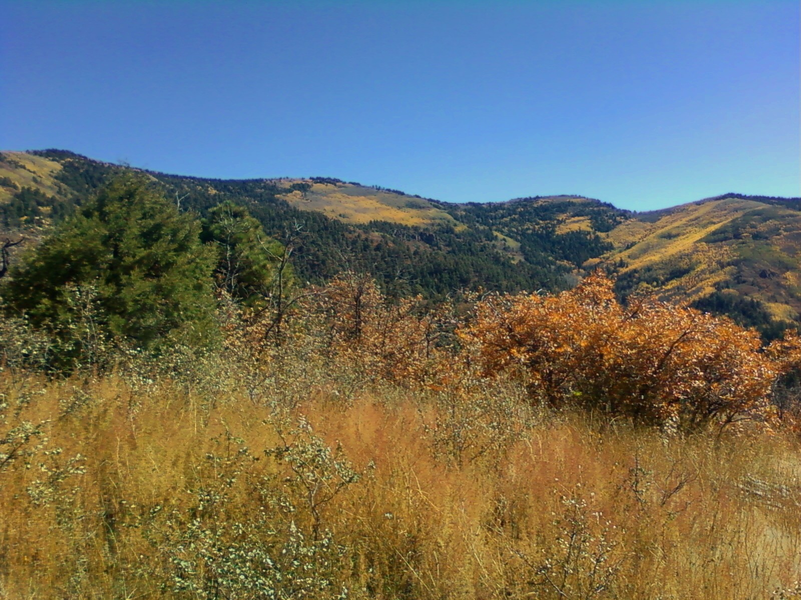 Southern New Mexico Explorer: Powderhorn Ridge Trail-(FT 82)-Aldo ...