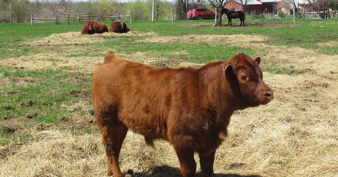 Windswept Adventure: The Red Poll Cattle