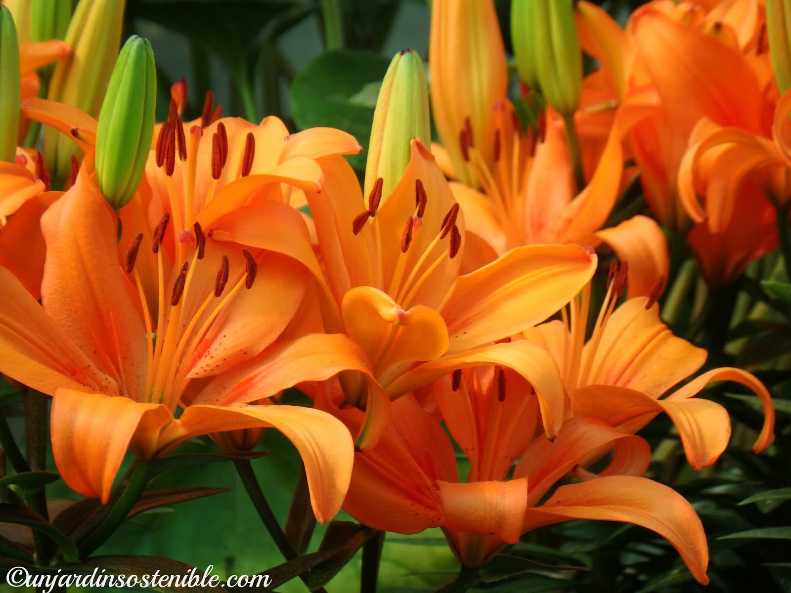 Lilium (Azucena, Lilium, Martagón etc.) Lilium (Azucena, Lilium, Martagón etc.)