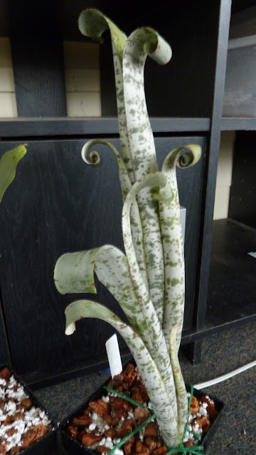 Hooray! Plants!: Quesnelia marmorata 'Tim Plowman'