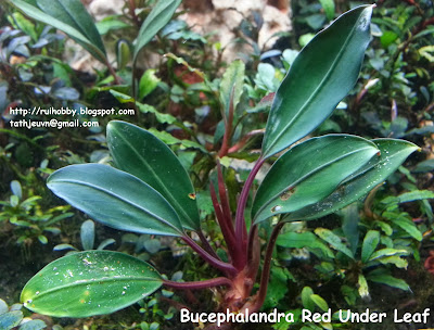 Rui's Hobby - Bucephalandras: Bucephalandra Red Under Leaf