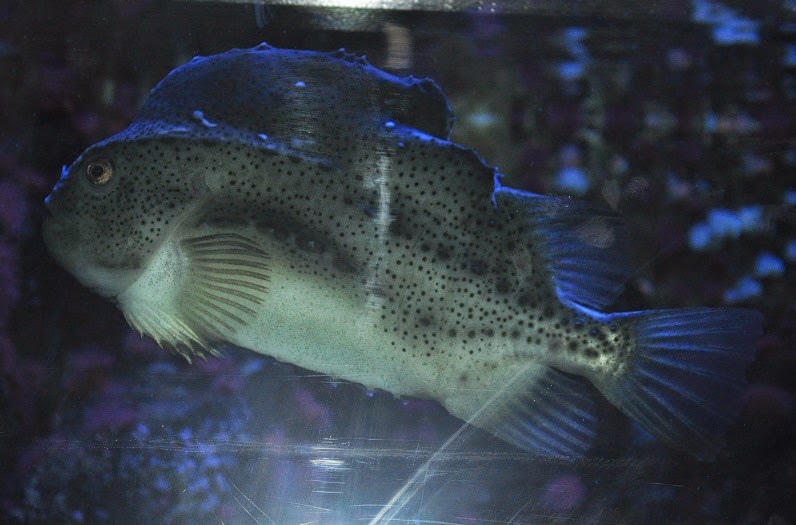 ZOOTOGRAFIANDO (6.100 ANIMALS): LUMPO / LUMPFISH (Cyclopterus lumpus)