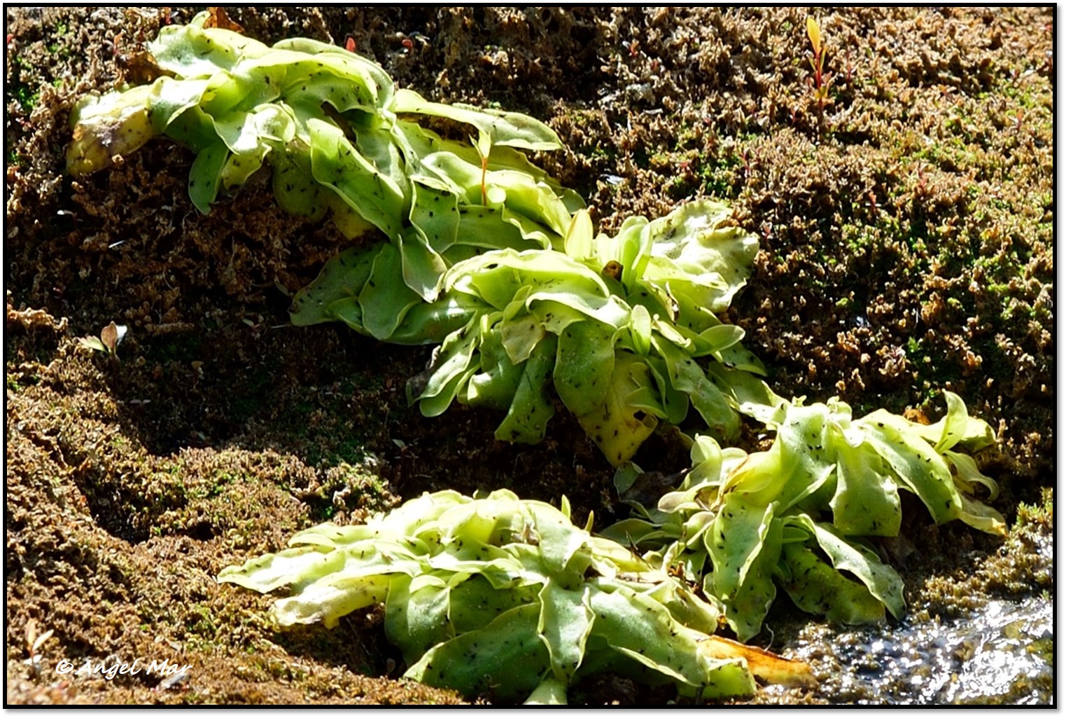 Flores y Bichos ***: Pinguiculas en La Montaña Oriental Leonesa (una ...