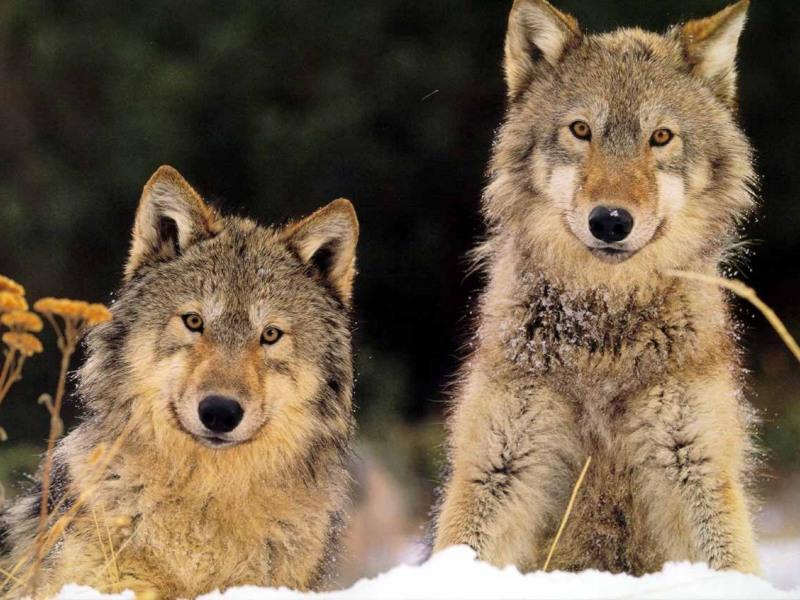 Gudangnya Cerita: Pelajaran Dua Serigala