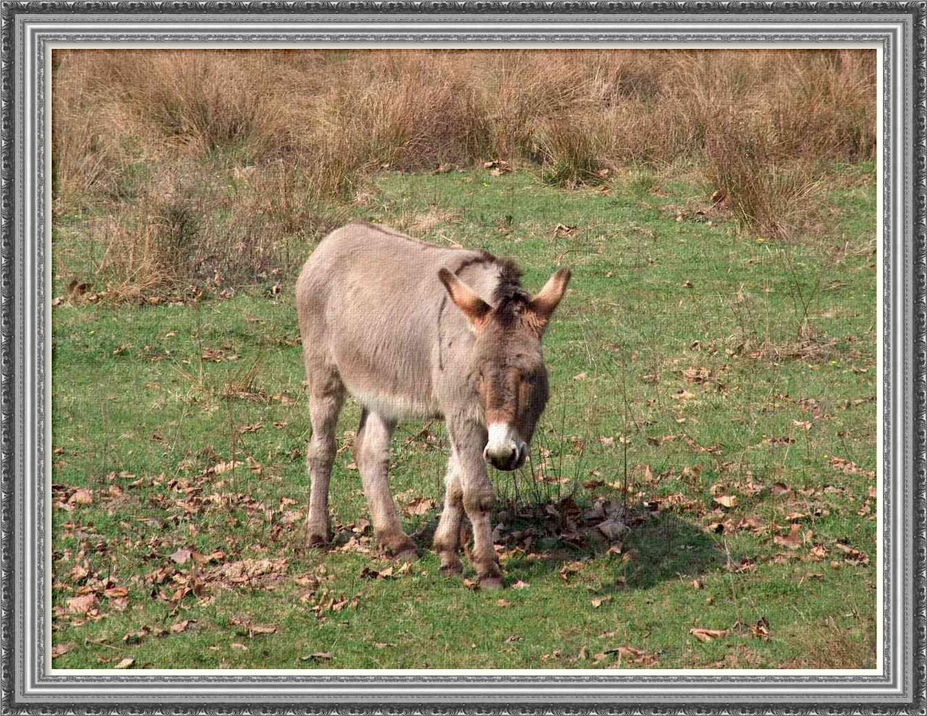 ! PALABRAS INTERESANTES, HERMOSAS, RARAS Y DIVERTIDAS: RUCIO, CIA ...