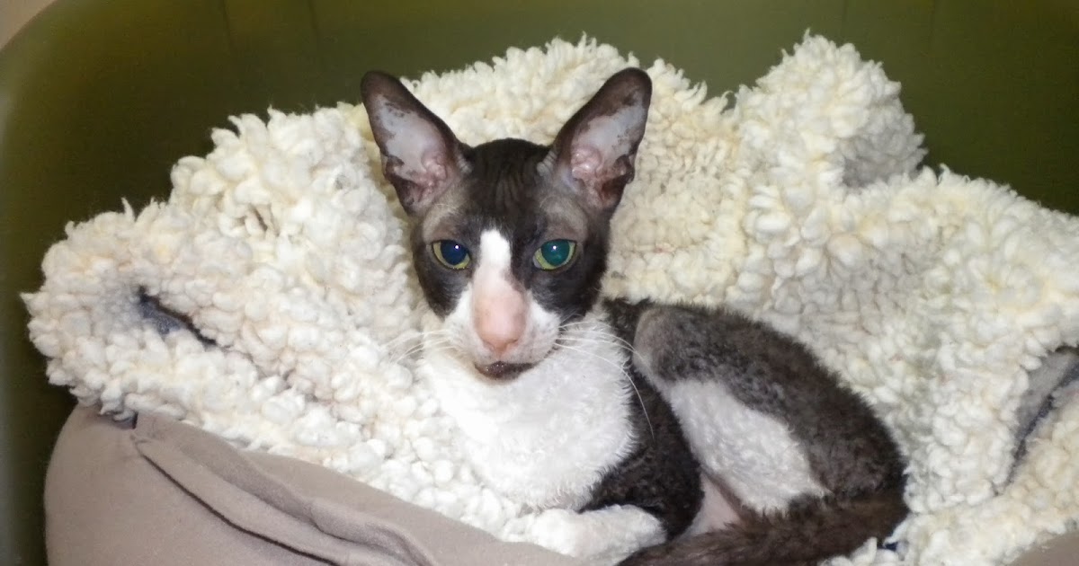 Furrydance Cornish Rex Cattery: Furrydance Cattery Breeding Program