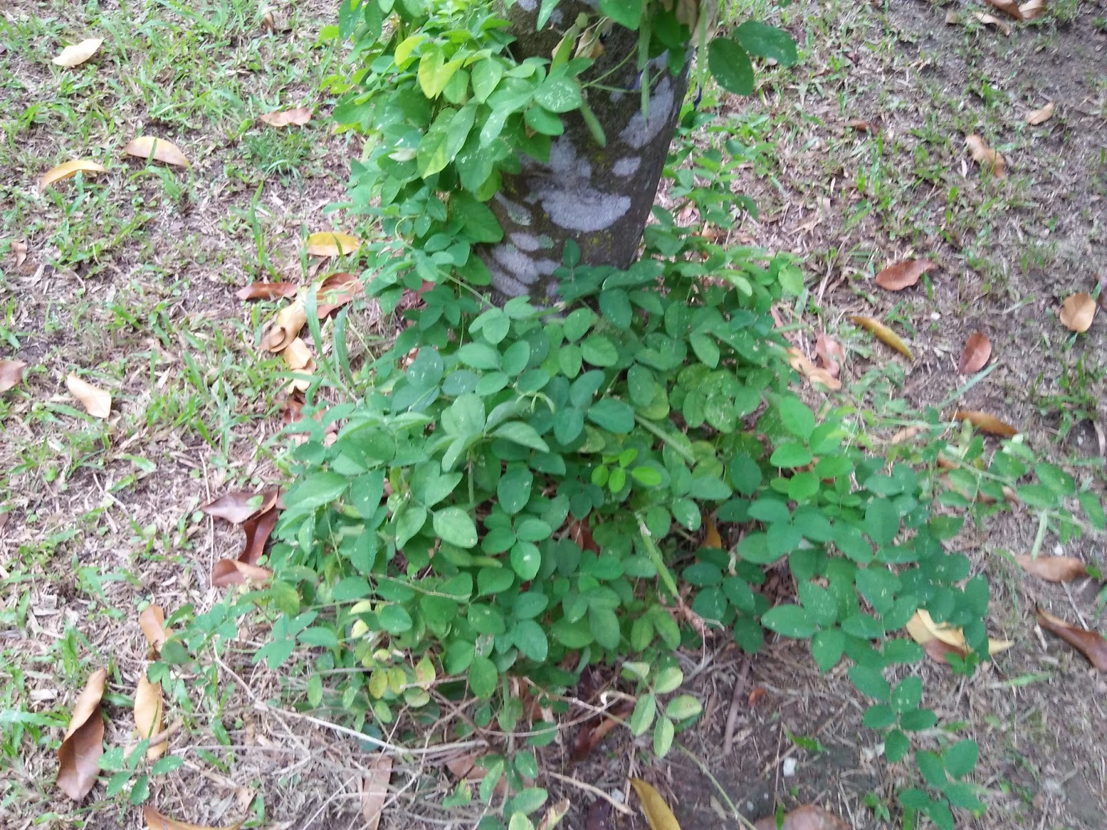 Fuziah Sulaiman blog: Jom kenali flora BUNGA TELANG di Laman 1A : Laman ...