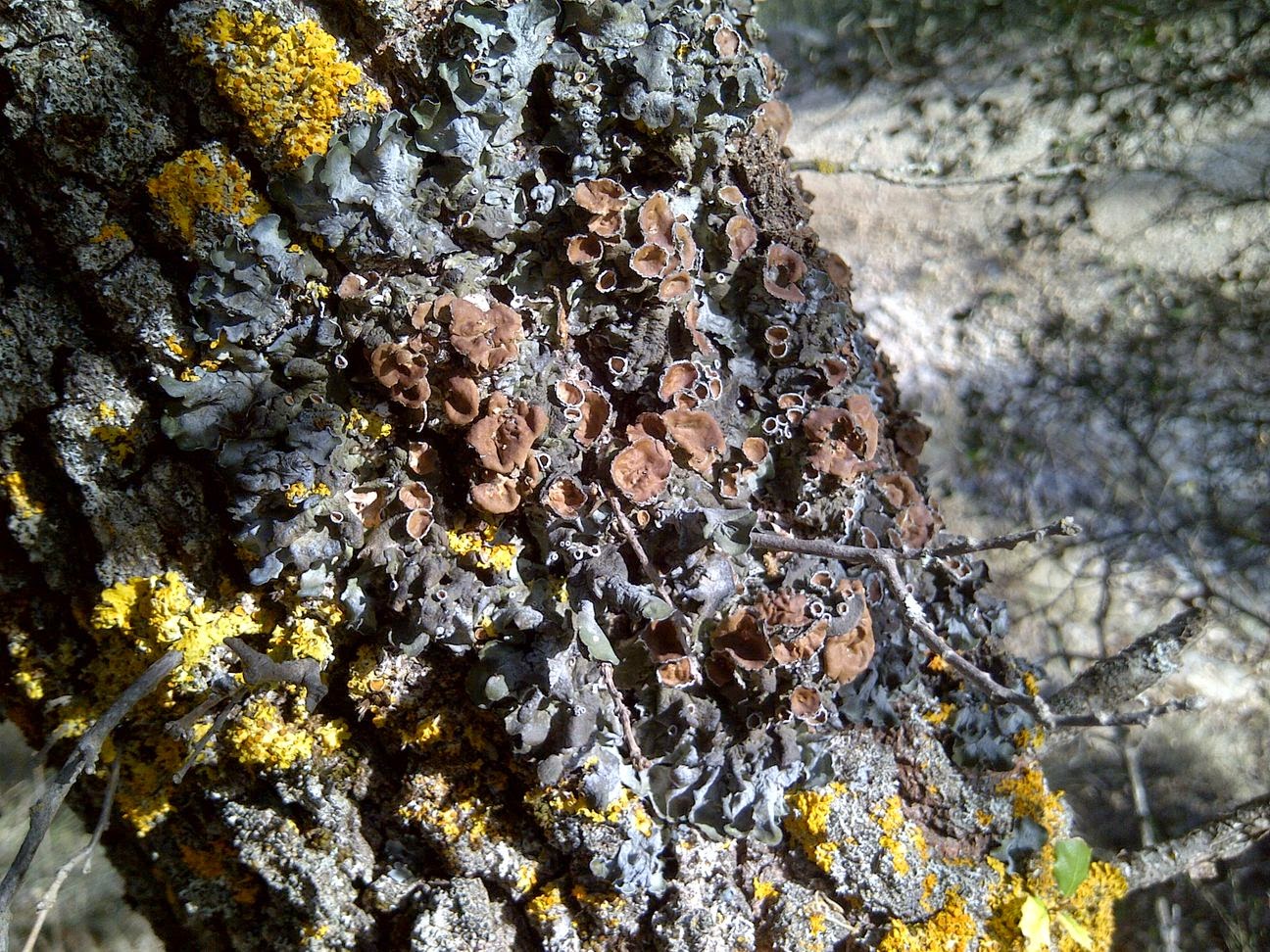 CUADERNO DE CAMPO del Treparriscos: Parmelia acetabulum.