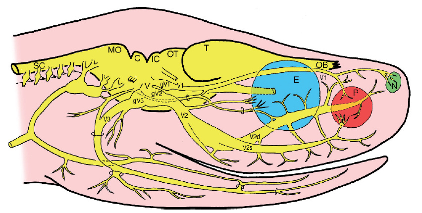Life is short, but snakes are long: Snakes that can see without eyes
