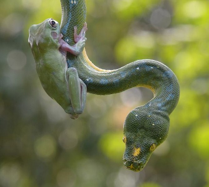 strano66: Ular Piton Menjalin Persahabatan Dengan Katak Di Kebun ... strano66: Ular Piton Menjalin Persahabatan Dengan Katak Di Kebun ...