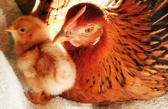 Cottage Life on Pilgrim's Farm: The Rose among Thorns