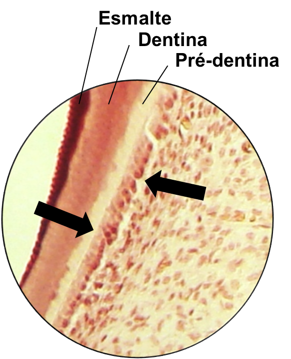 Histologia Oral UFF: Dentina