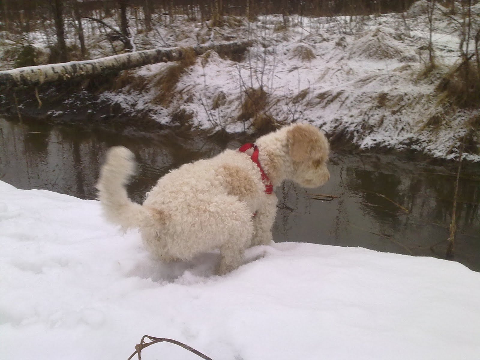 Lissu-lagoton Juttuja: Italian vesikoira veden äärellä