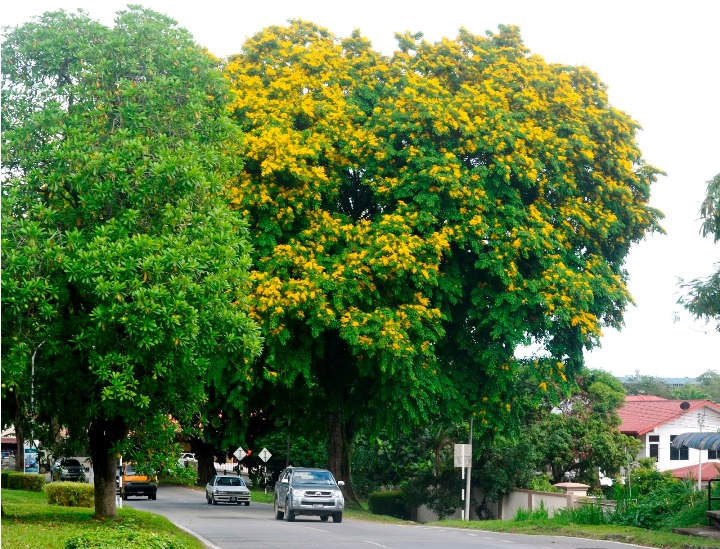 Narra Tree Nature's Healing Touch: Narra Tree And Its Medicinal