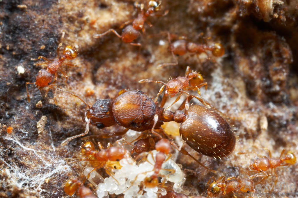 Offensive saúde ambiental(dedetização): Biologia das formigas