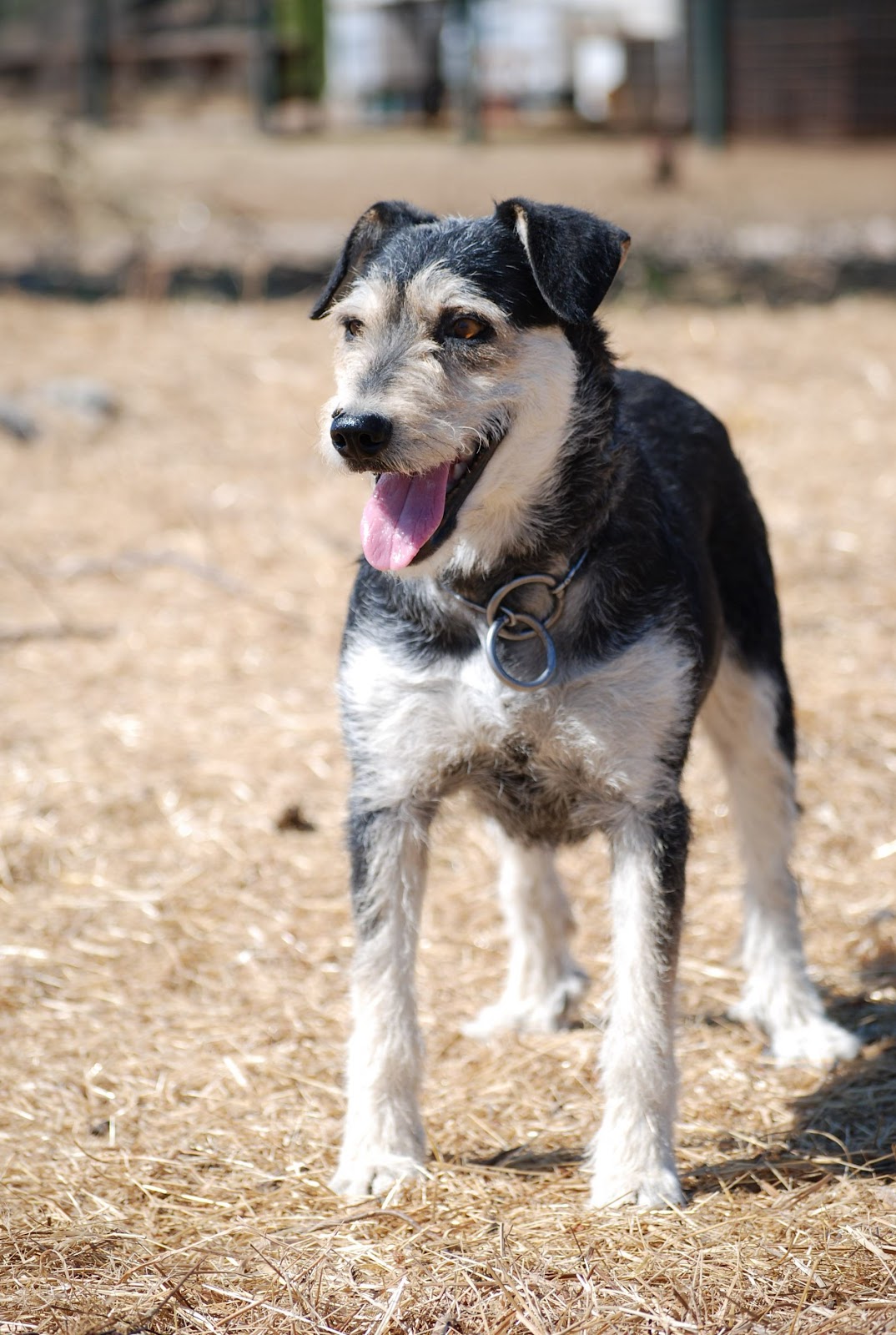 Perro Carea Castellano Manchego