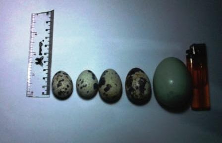 Gurame Purwakarta: Memperbesar Ukuran Telor Burung Puyuh