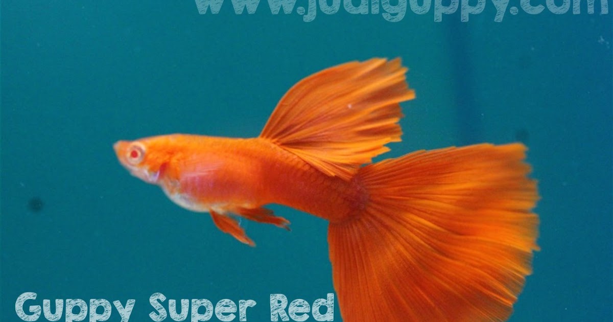 10 Jenis Guppy yang Trend Di Tahun 2017 | Hewan Indonesia dan Jual Beli