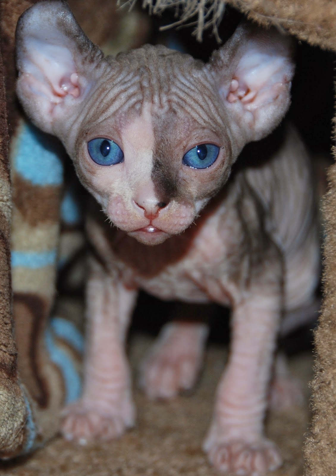 No Coat Kitty ELF CATS: Elf Cats