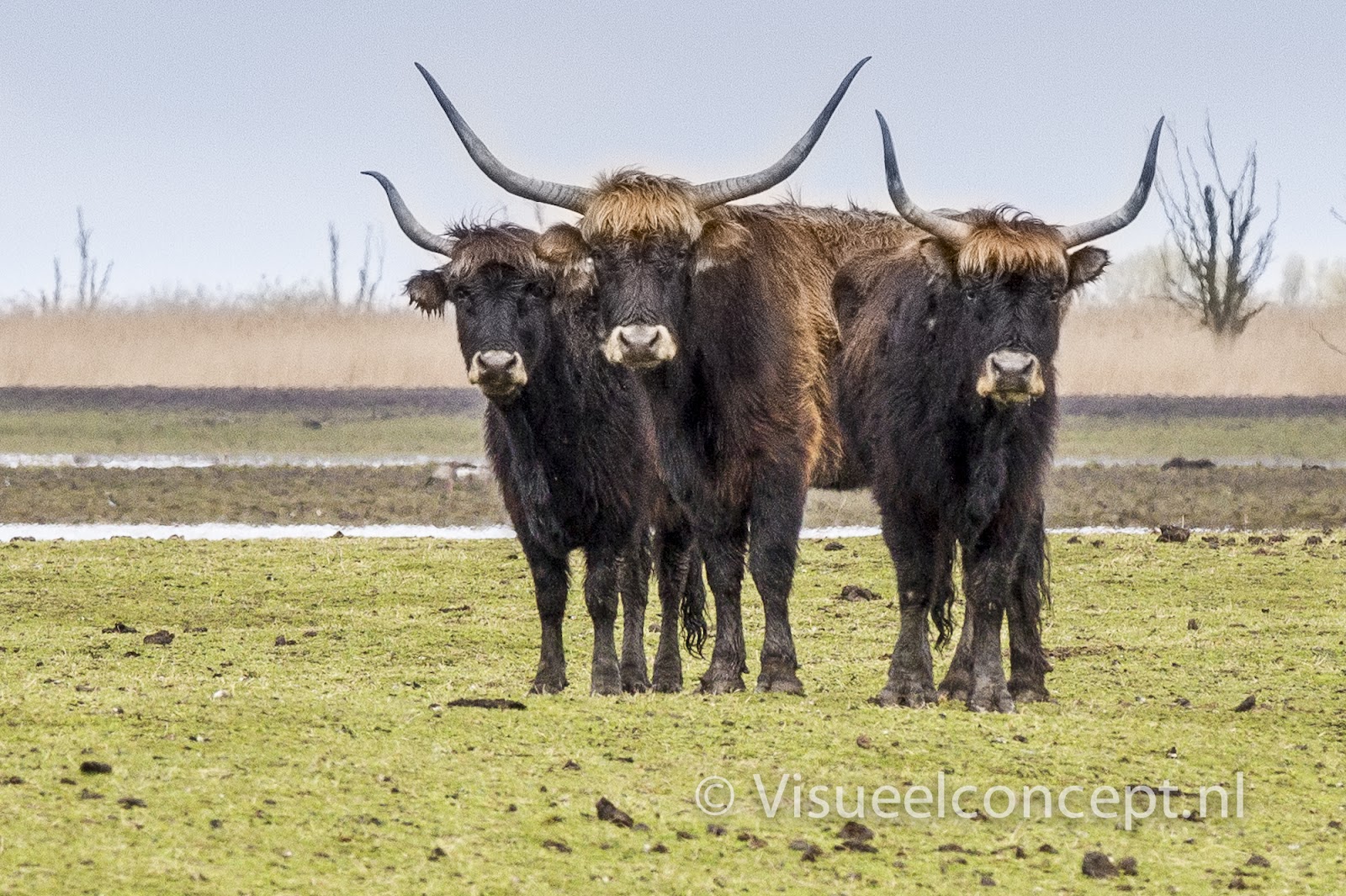 Belevingsfotografie: Heckrunderen