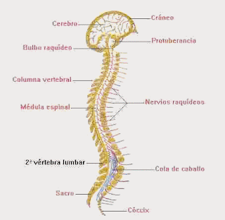Anatomía: Médula Espinal