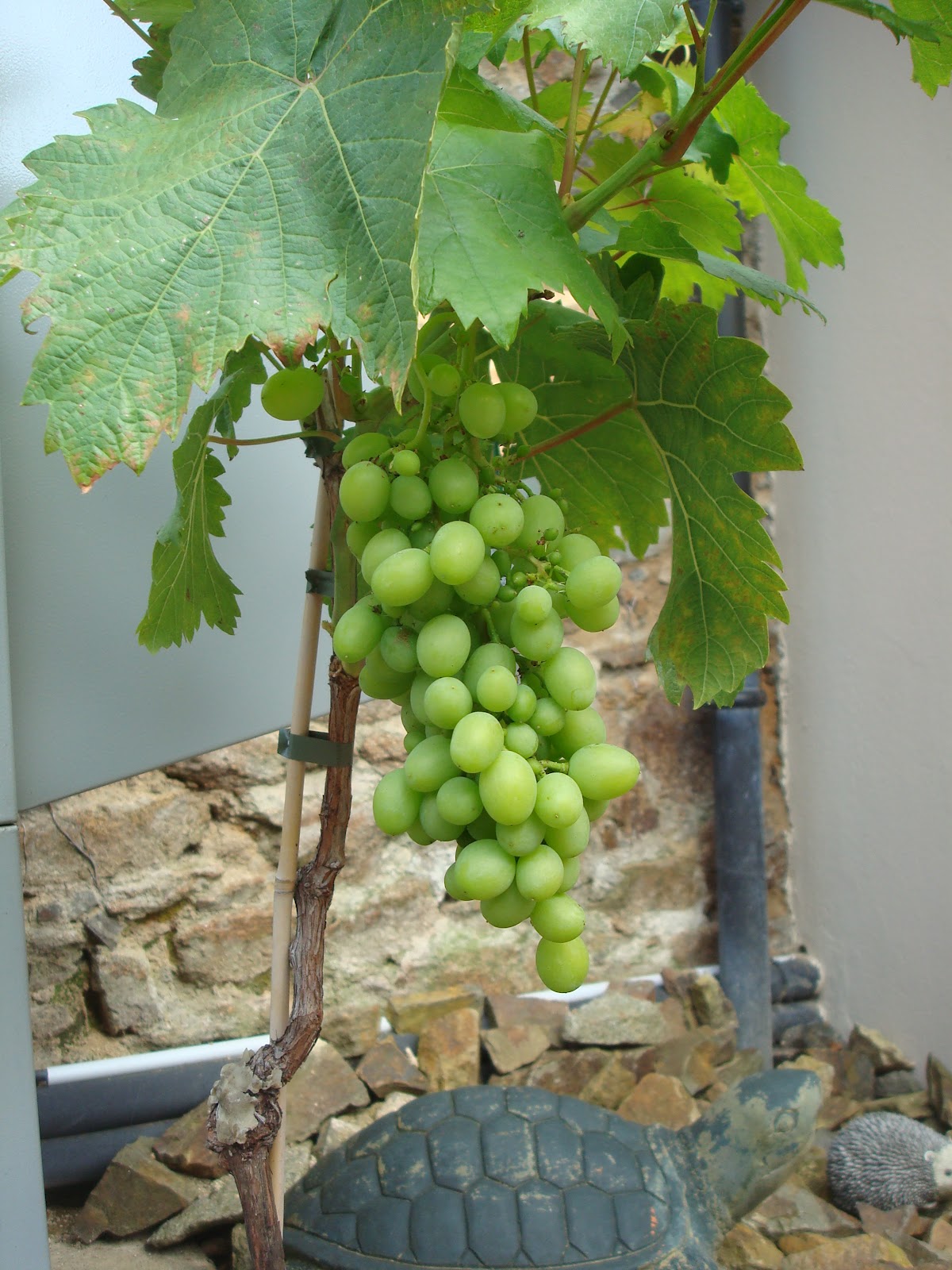 Fleuriste Isabelle Feuvrier: Mon plant de raisin