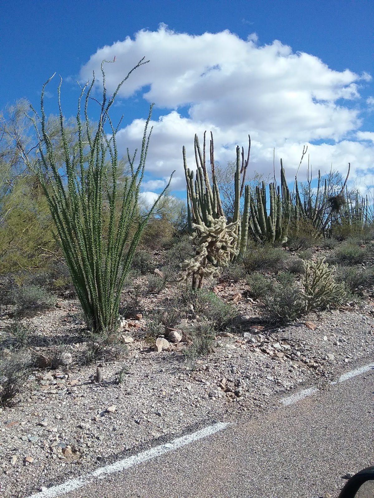Road Runner: Quick trip to Yuma & Organ Pipe Cactus National Monument.
