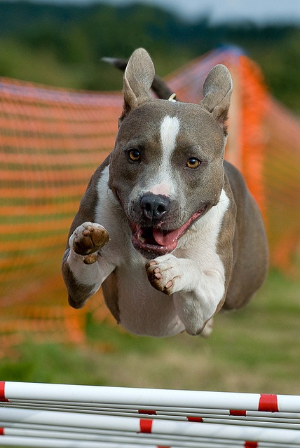 American pit bull jumping over the sticks ~ The Animals Planet