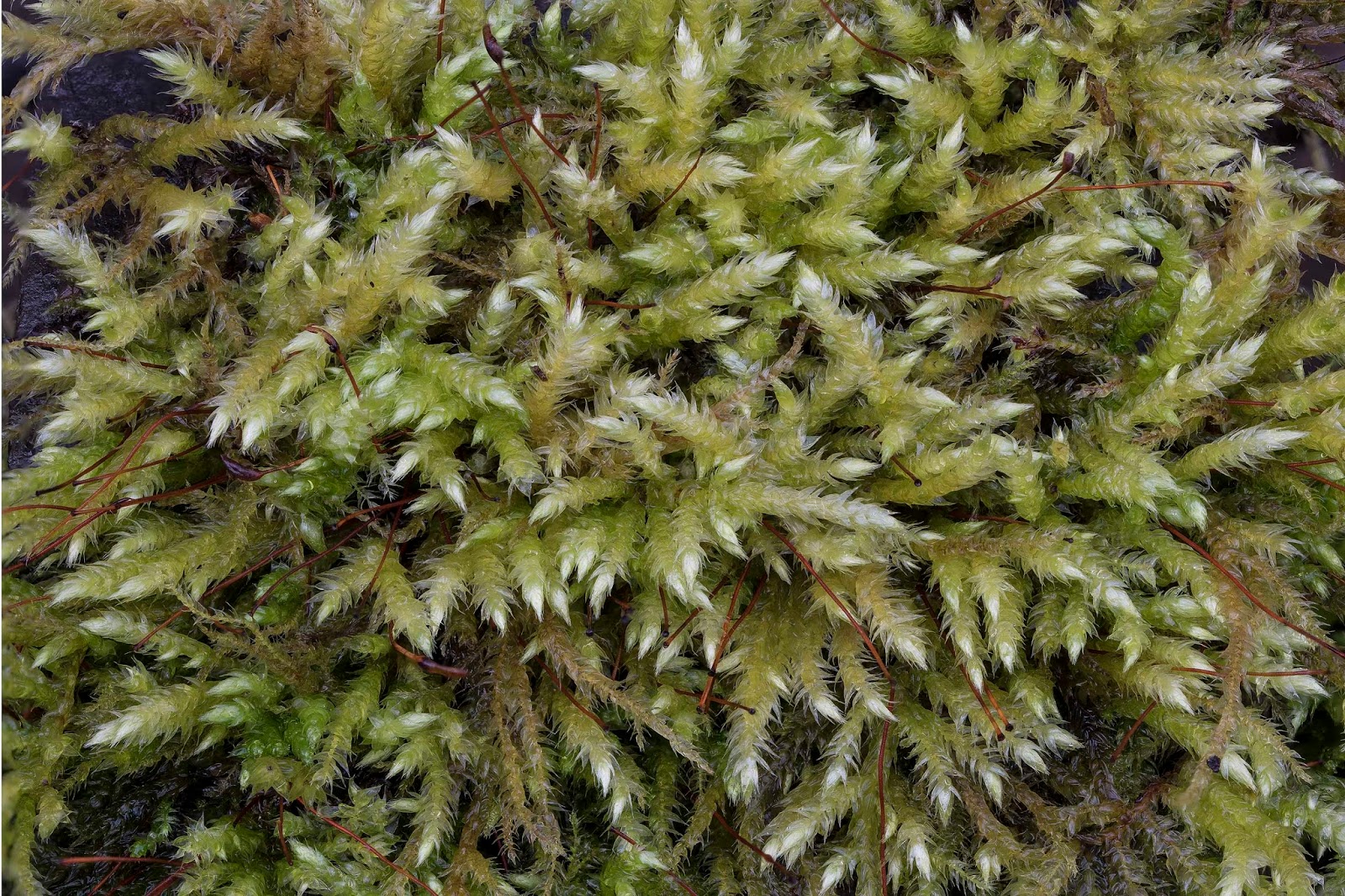 South Wales Bryophytes: Brachythecium glareosum
