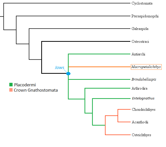 PaleoStories: Le Cronache di Placodermata Ep5: Petalichthyida, tesoro ...
