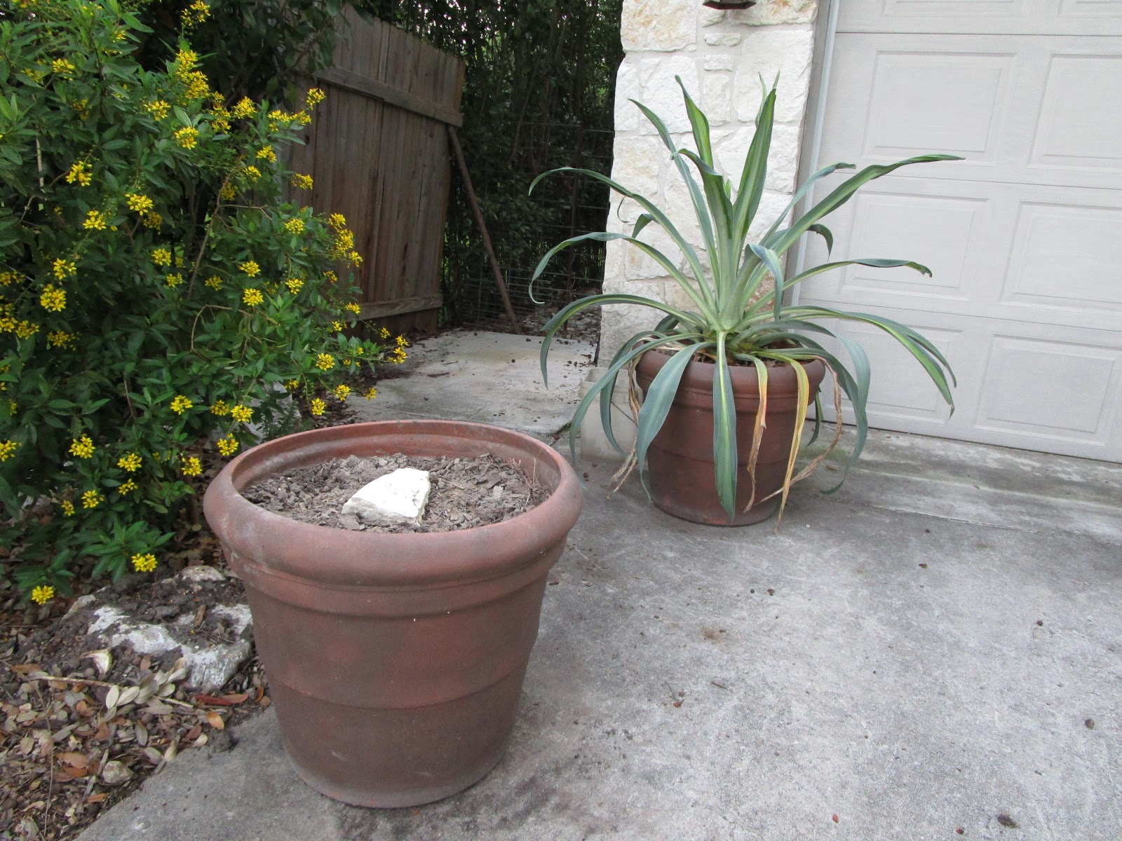 Rock-Oak-Deer: "Yuck-a" weevil takes a toll in my garden!