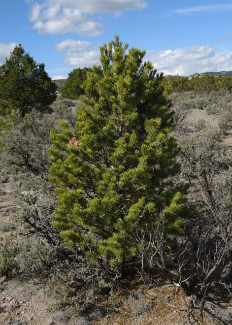 Nature Abhors a Garden: Piñon-Juniper Belt