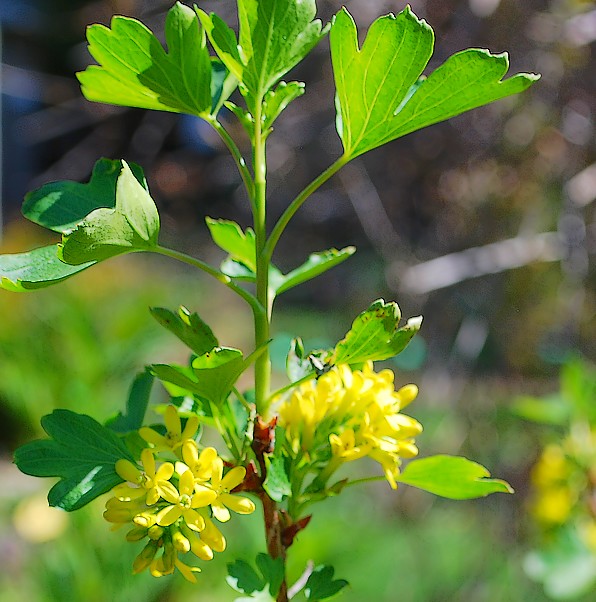 Flore sauvage en Suisse (et Jardins botaniques)