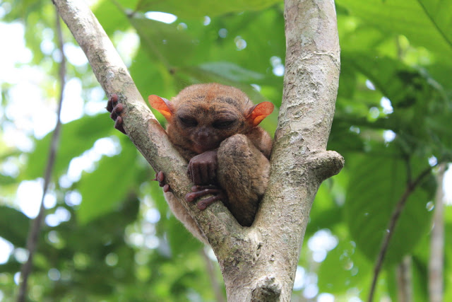 This vagabond life: The smallest monkey and man of the Philippines