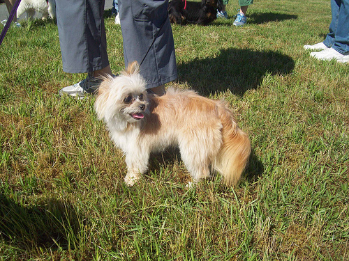 Dogs Info: Female Mutt