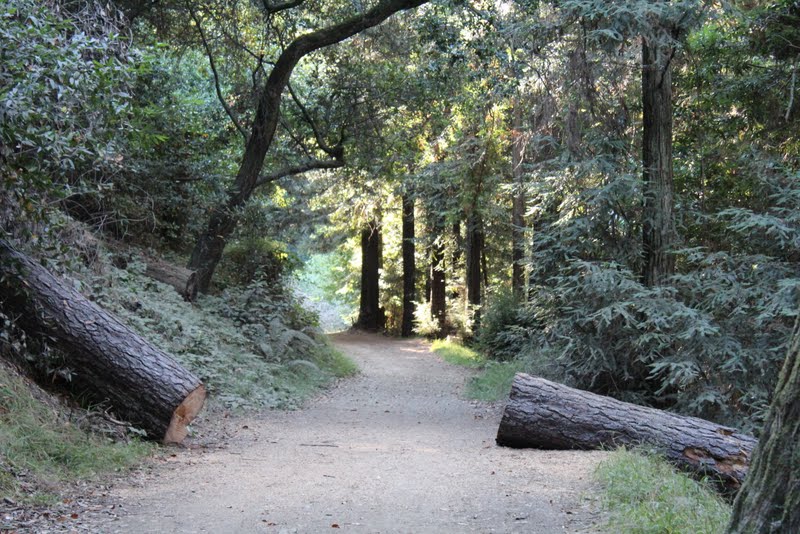 Eye On The View: Joaquin Miller Park - Sunset Trail