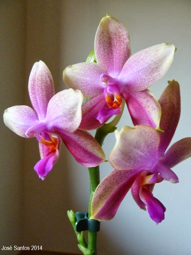 Greenman: Phalaenopsis Sweet Memory 'Liodoro'