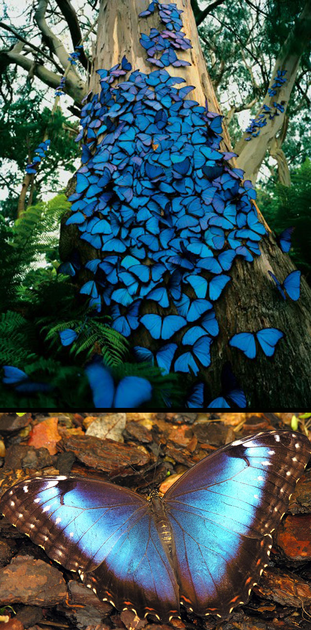The Ladies of Design: Velvet Blue Butterflies